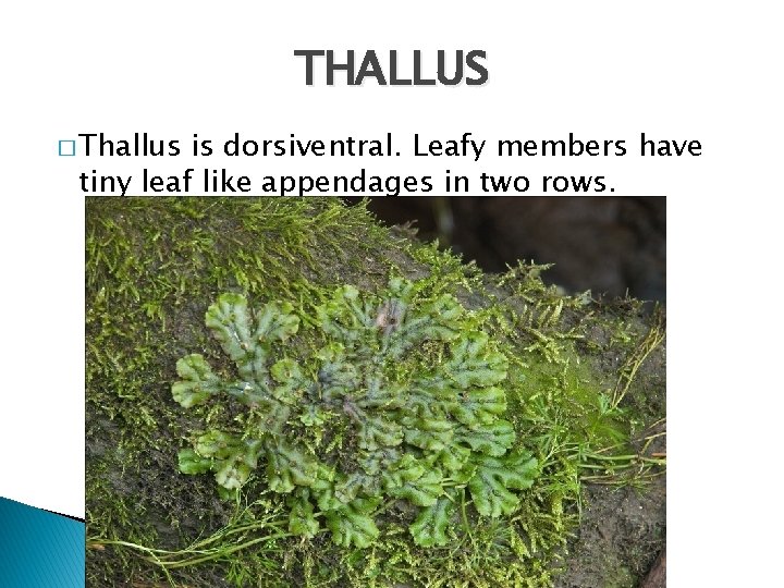 BRYOPHYTES The LIVER WORTS plant body is thalloid