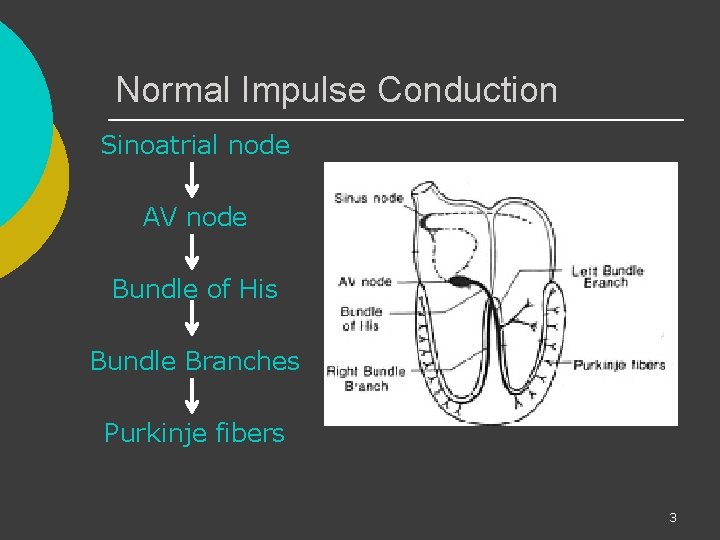 ECG interpretations Learning Modules ECG Basics How to