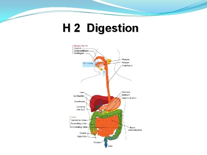 H 2 Digestion H 2 1 State that