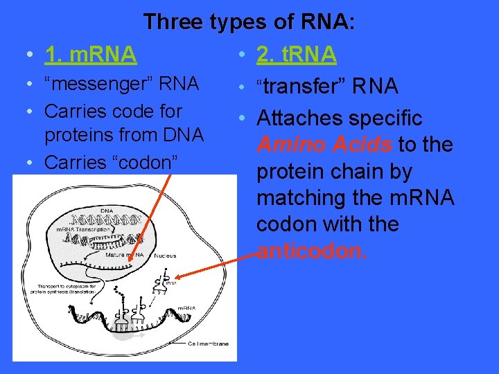 Introduction The Central Dogma of Molecular Biology Cell