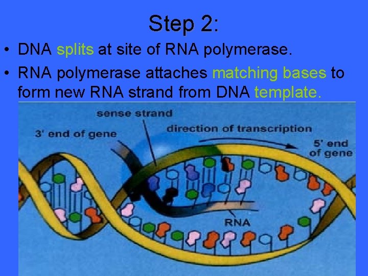 Introduction The Central Dogma of Molecular Biology Cell