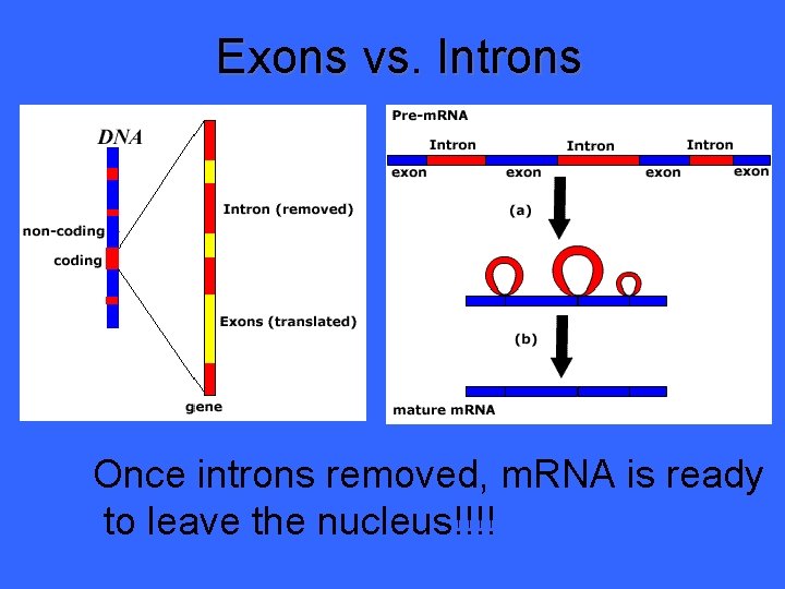 Introduction The Central Dogma of Molecular Biology Cell