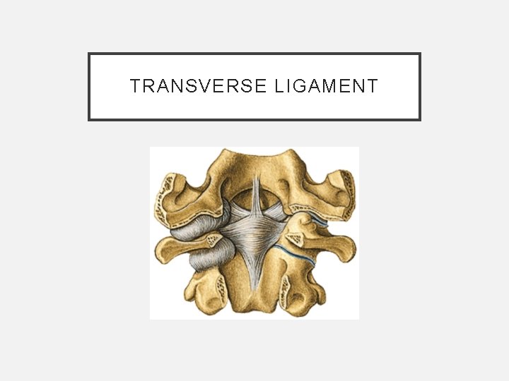 CERVICAL DIAGNOSIS TREATMENT By Laura Jabczenki CERVICAL ANATOMY