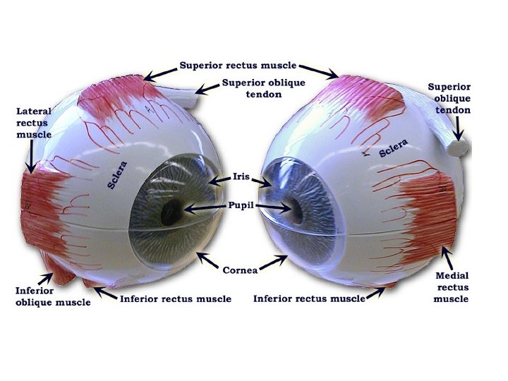 Parts of the Face The Eye Structure sphere