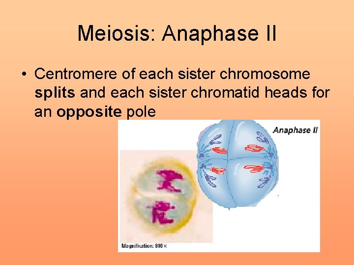 Meiosis Chapter 11 HB Chromosome Number Organisms have