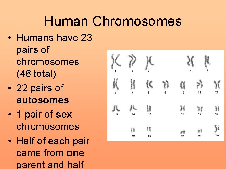 Meiosis Chapter 11 HB Chromosome Number Organisms have