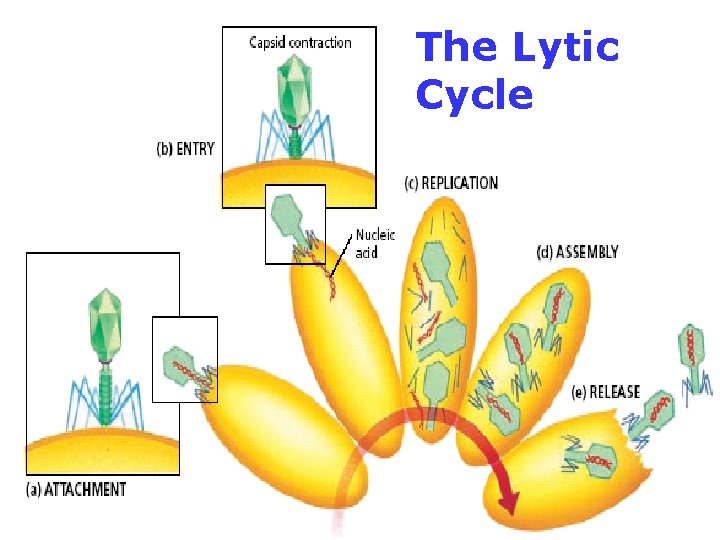 Genetics of Viruses and Bacteria Ch 19 20