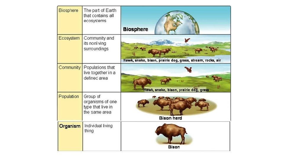 AP Bio Ecology Summary Ecology Definition The study