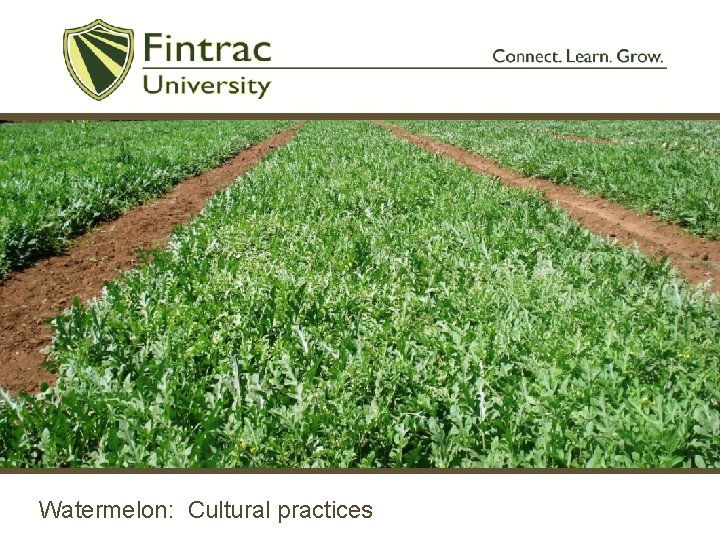 Watermelon Cultural practices Cultural Practices Watermelon generally takes