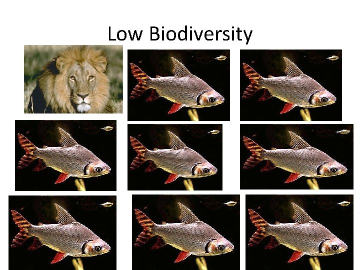Ecosystem and Biodiversity Bears are omnivores and eat