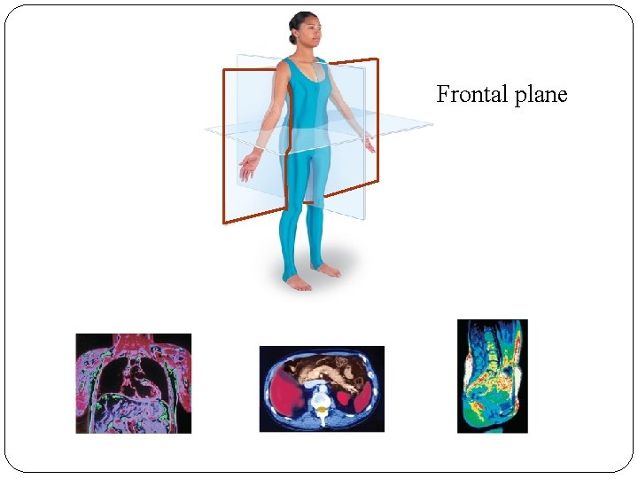 1 The Human Body An Orientation Part B