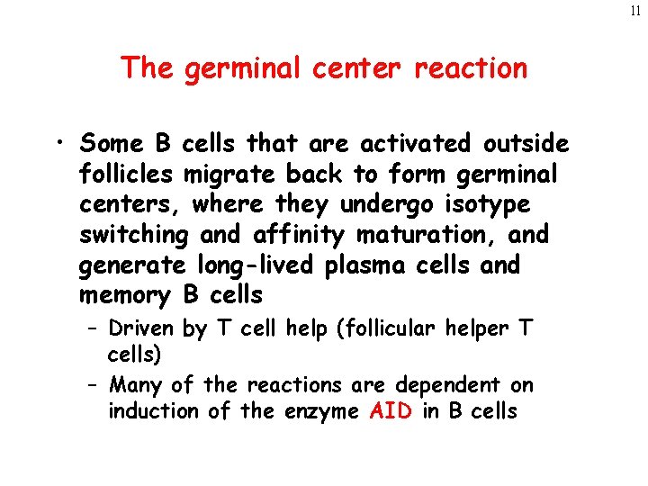 1 B cell activation and antibody production Abul