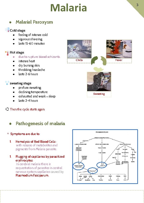 Malaria Lecture objectives Know the 5 species of