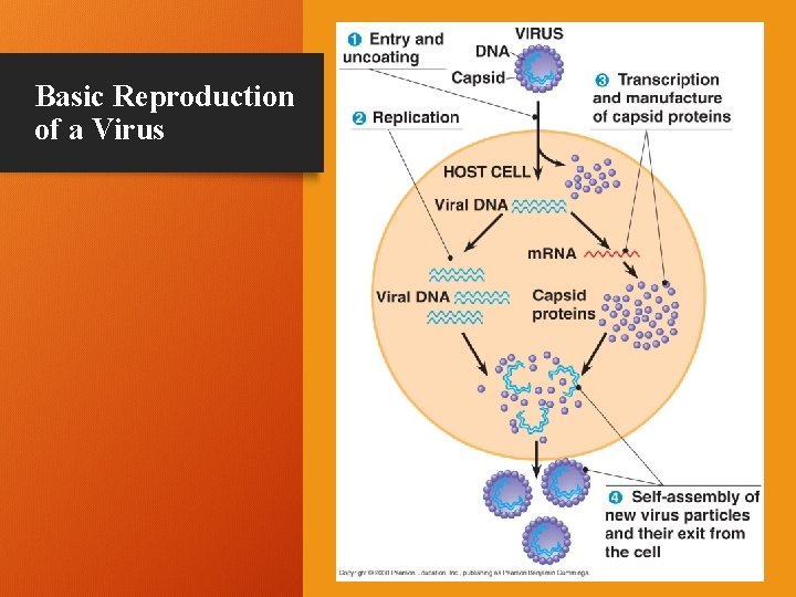 Biotechnology Unit Viruses What do you see here