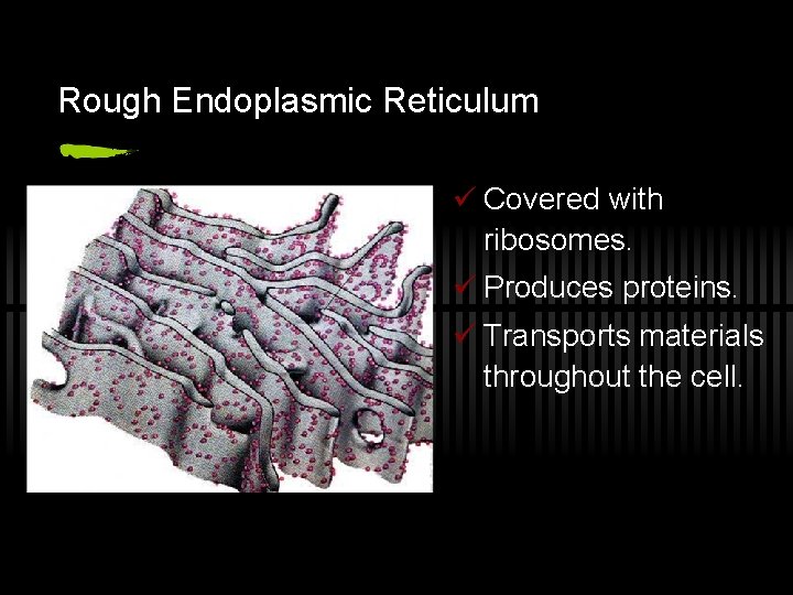 Ribosomes not an organelle but important Synthesizes proteins