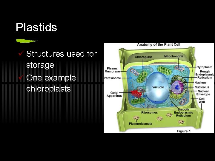 Ribosomes not an organelle but important Synthesizes proteins