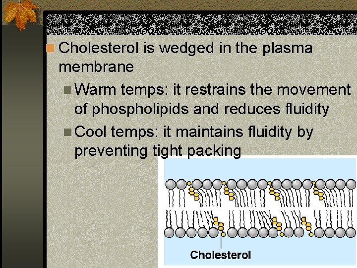 Membrane Structure and Function Chs 8 and 11