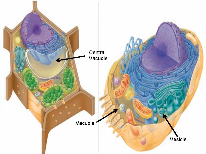 Plant and Animal Cells 2 Lesson 2 September