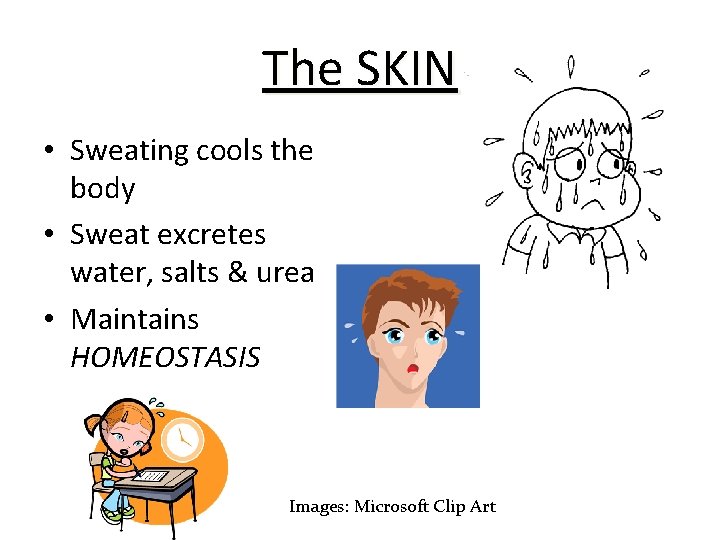 Human Excretory System Topic 16 Excretion The process