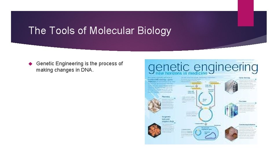 Chapter 13 2 MANIPULATING DNA Scientists are able
