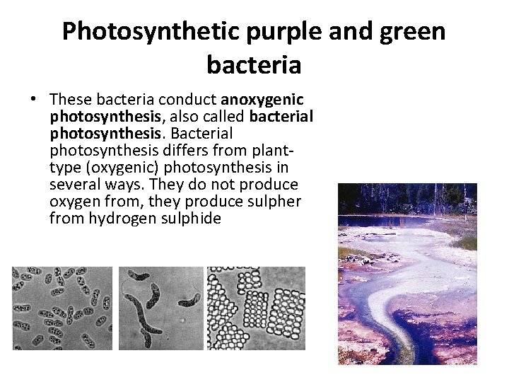 BACTERIA as a PATHOGEN ARCHAEBACTERIA Methanogens Methanogens are