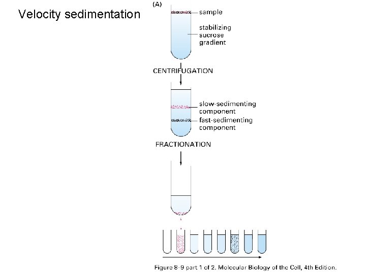 Analytical Approaches in Cell Biology BSCI 420 Sept