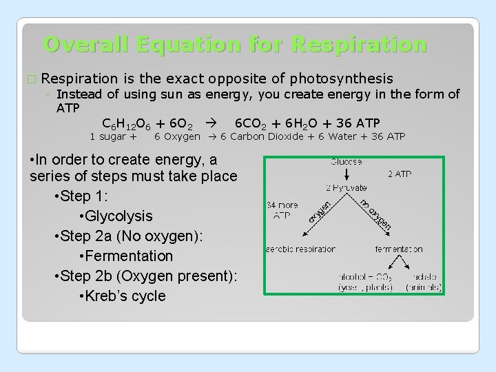 Cellular Respiration Chapter 9 The basics Respiration is