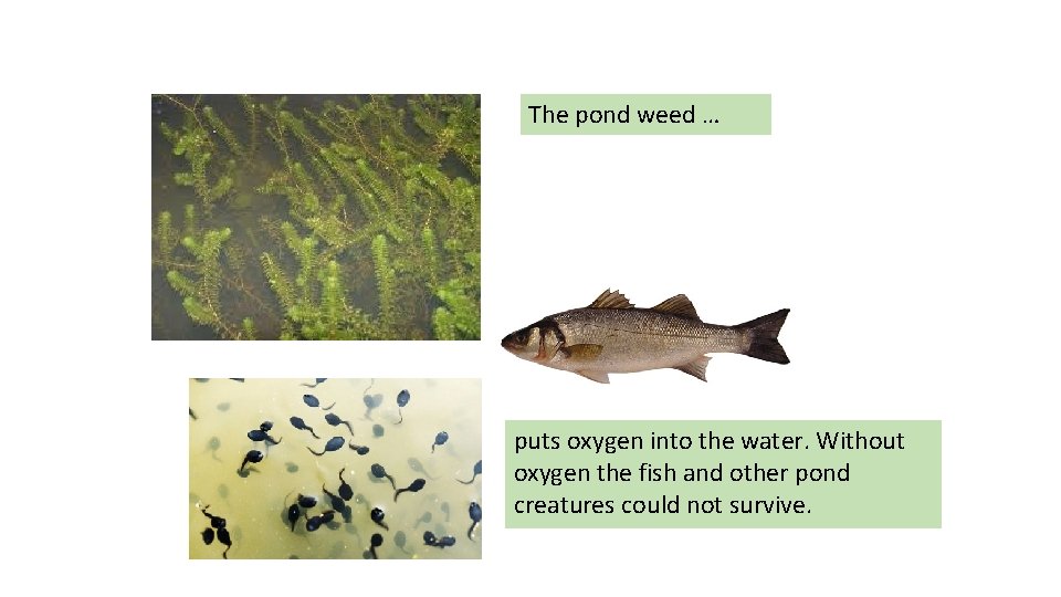 What is a habitat It could be a