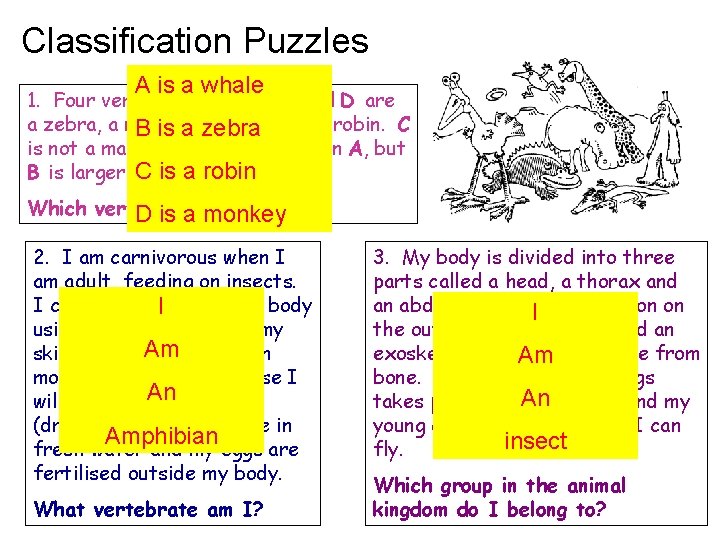 Classification Puzzles A is a whale 1 Four