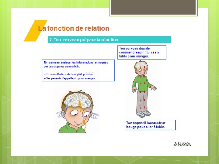 LES FONCTIONS VITALES UNIT 5 QUESTIONS Quelles sont