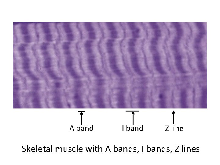 Muscle Tissue Kristine Krafts M D Muscle Tissue