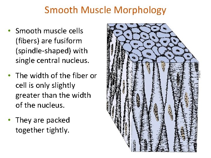 Muscle Tissue Kristine Krafts M D Muscle Tissue