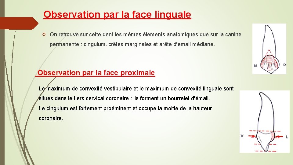 Anatomie descriptive des canines temporaires Dr Fradj Billel