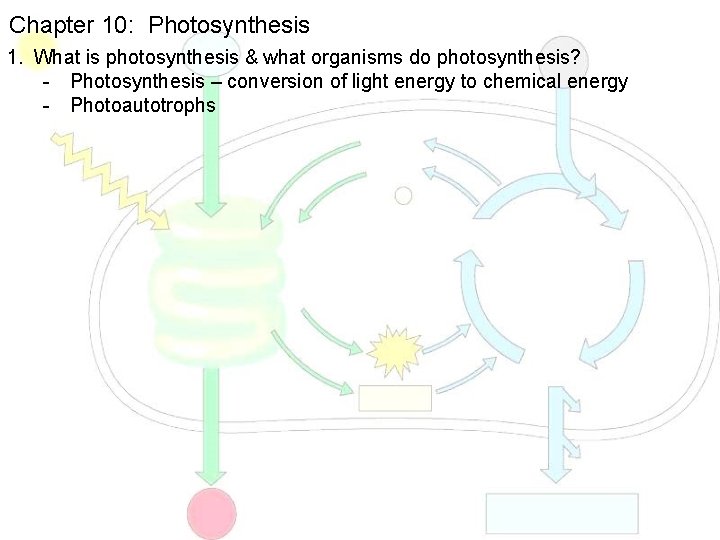 Chapter 10 Photosynthesis 1 What is photosynthesis what