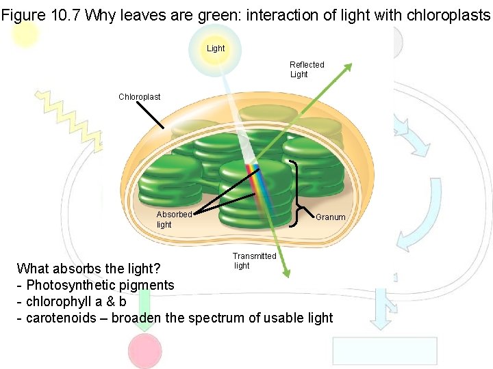 Chapter 10 Photosynthesis 1 What is photosynthesis what