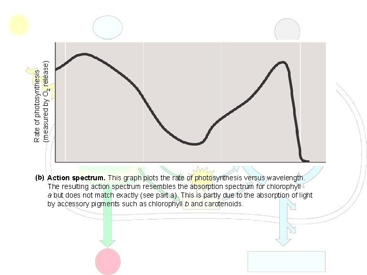 Chapter 10 Photosynthesis 1 What is photosynthesis what