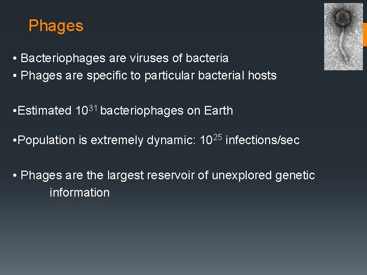 Bacteriophages Discovery of phages In 1896 Ernest Hanbury