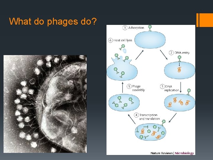 Bacteriophages Discovery of phages In 1896 Ernest Hanbury