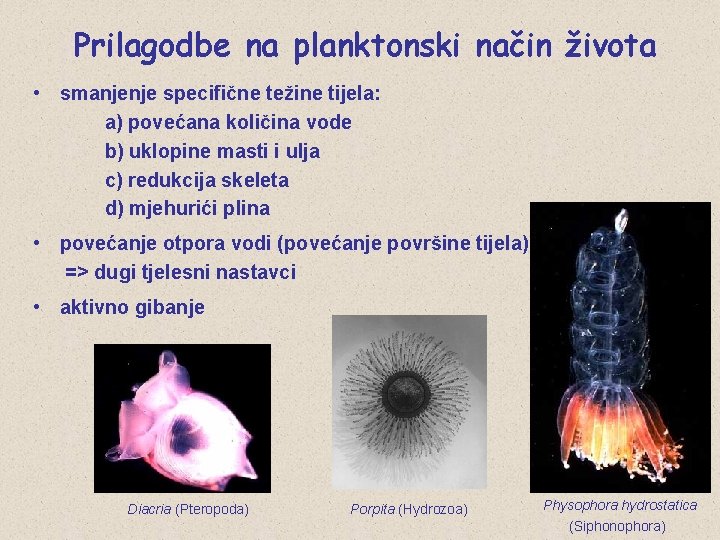 PRILAGODBE IVOTINJA 1 tekuice 2 stajaice 3 podzemlje