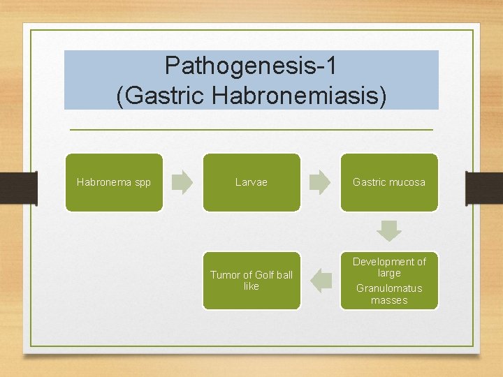 Habronemiasis and Heart worm Disease Dr Pallav Shekhar