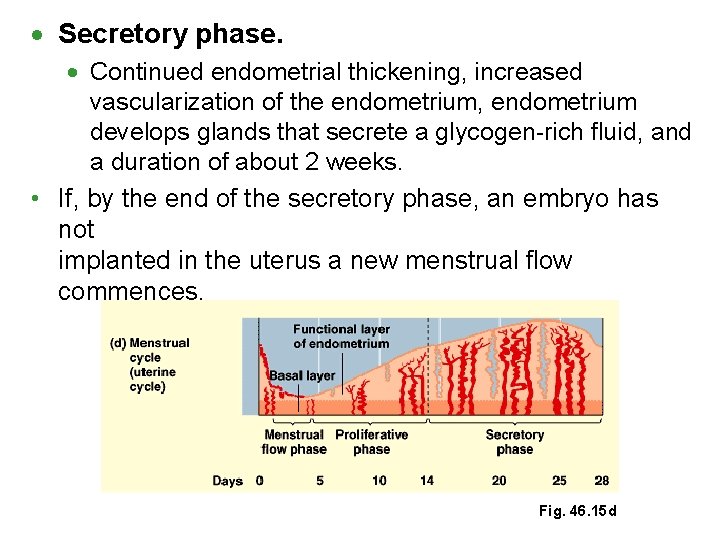BIOLOGY 12 Reproductive System Introduction to the Reproductive