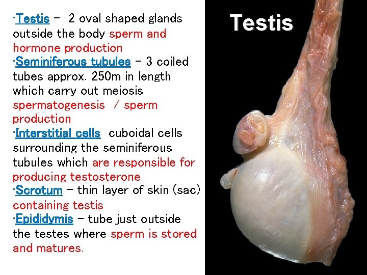 BIOLOGY 12 Reproductive System Introduction to the Reproductive