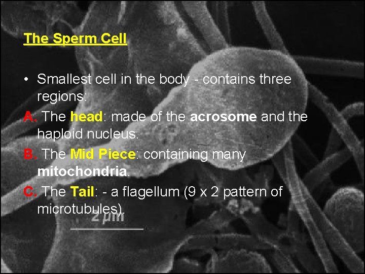 BIOLOGY 12 Reproductive System Introduction to the Reproductive