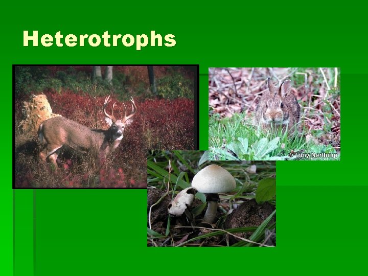 Chapter 6 7 Photosynthesis and Respiration I ENERGY