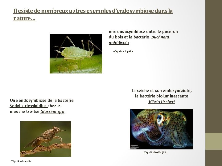 LENDOSYMBIOSE et le TRANSFERT HORIZONTAL DE GENES source