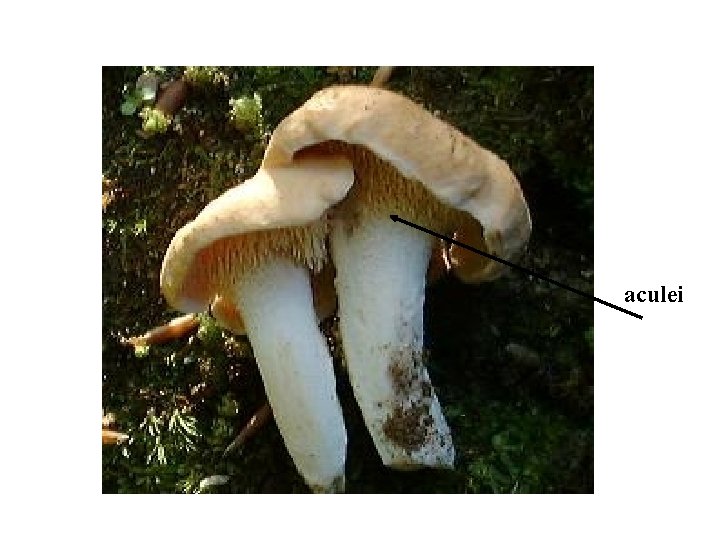 Basidiomycota Finghi pi noti eduli patogeni Dal ciclo