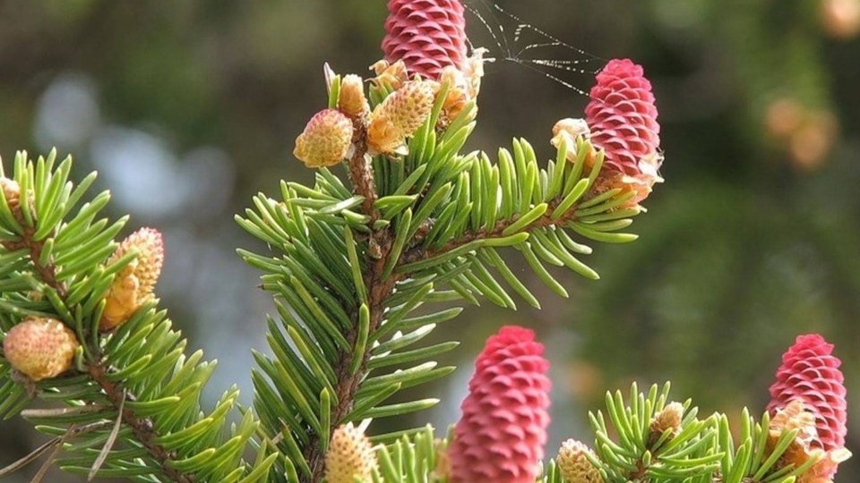 LES CONIFRES PRSENT PAR GGO AUTOMATIQUE ET MUSICAL