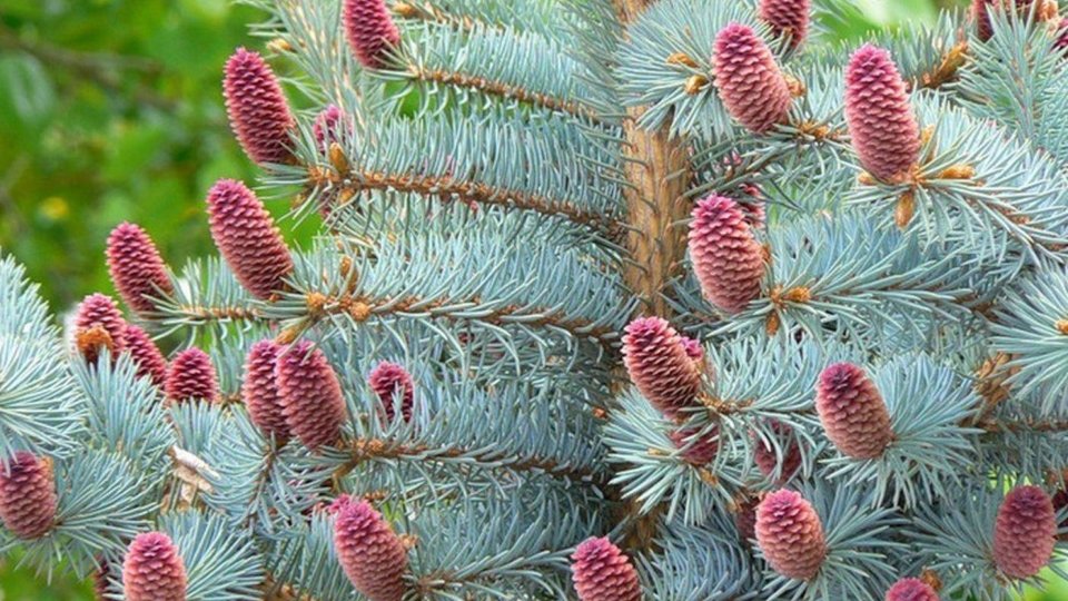 LES CONIFRES PRSENT PAR GGO AUTOMATIQUE ET MUSICAL