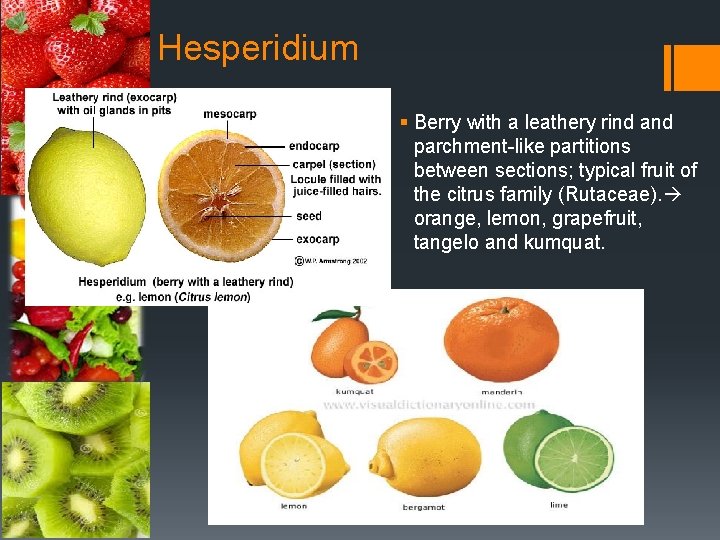 Fruits and Vegetables Adelya Desi Kurniawati STP M