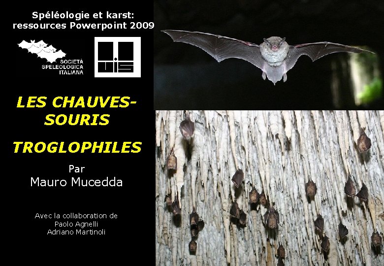 Splologie et karst ressources Powerpoint 2009 LES CHAUVESSOURIS